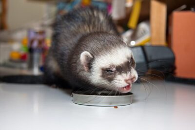 Hurones 【 Características, Tipos y Consejos 】 | Roedores Domésticos