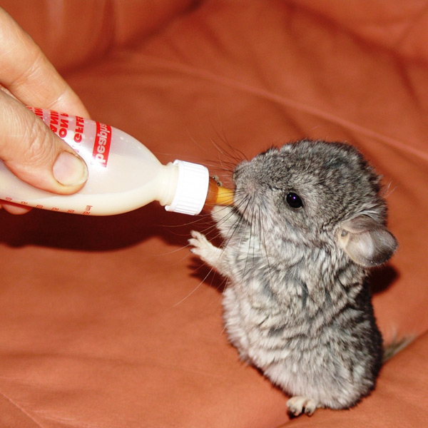 Chinchillas 【 Características, Tipos y Consejos 】 | Roedores Domésticos