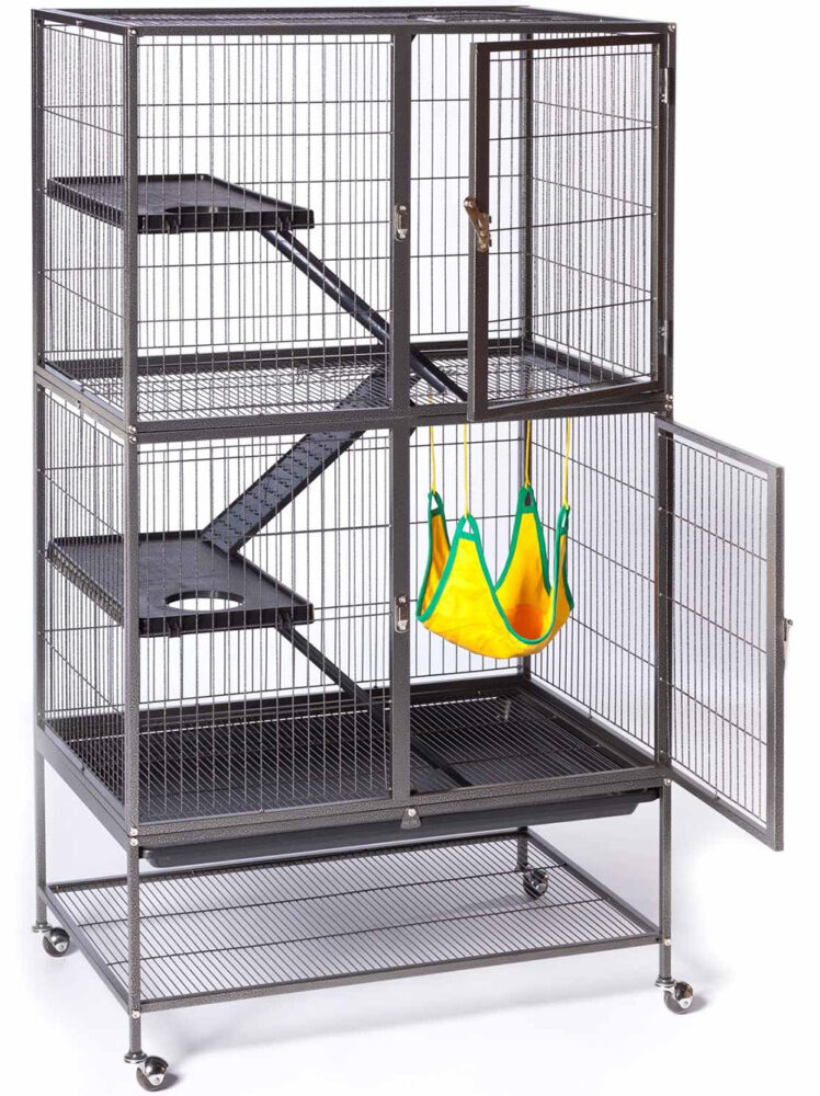 Hurones 【 Características, Tipos y Consejos 】 | Roedores Domésticos