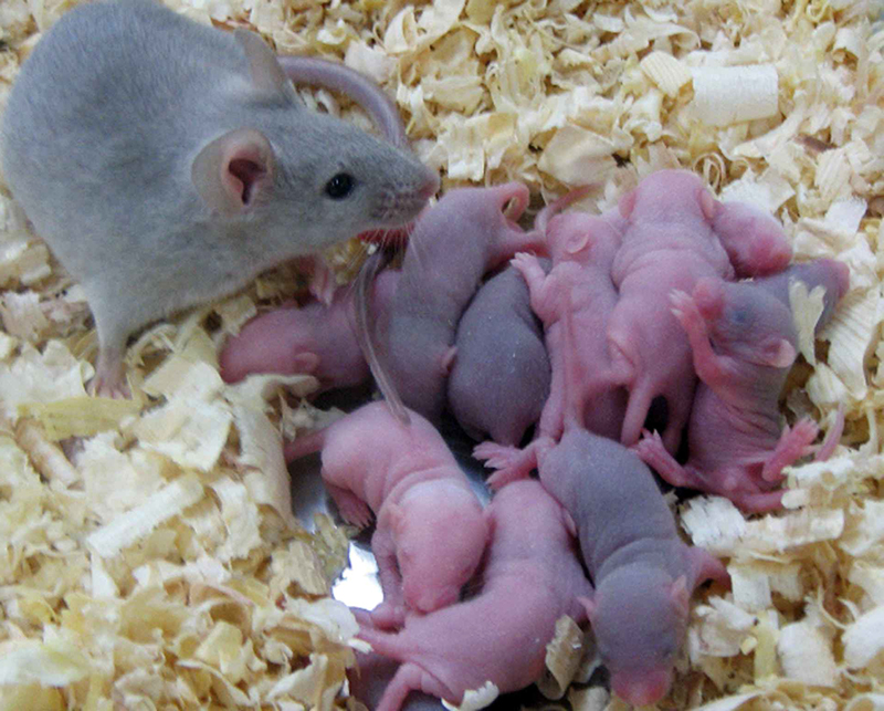 Ratones 【 Características, Tipos y Consejos 】 | Roedores Domésticos