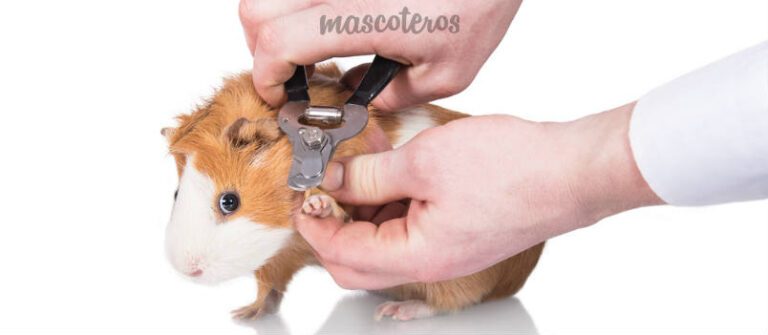 Cómo cortar las uñas de tu rata: una guía segura | Roedores Domésticos