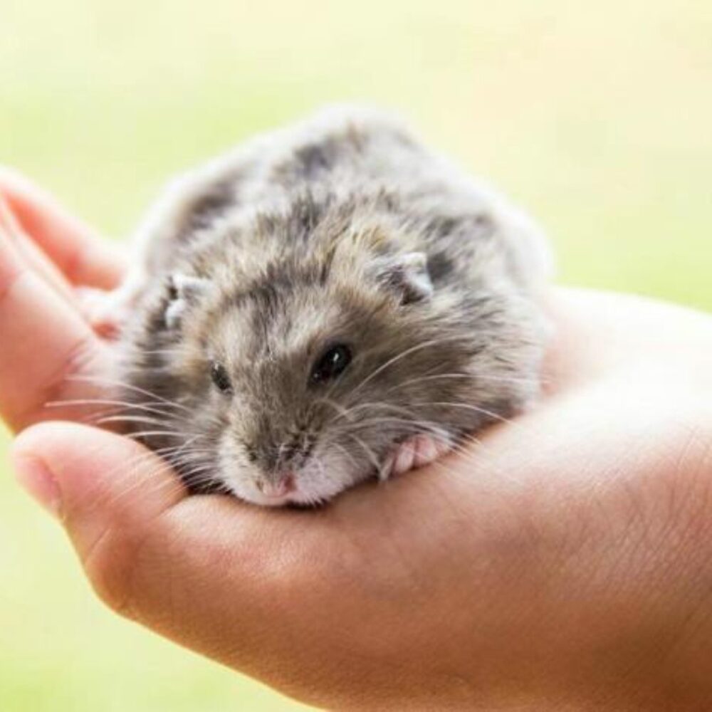 Cómo cuidar a un hámster con un resfriado | Roedores Domésticos