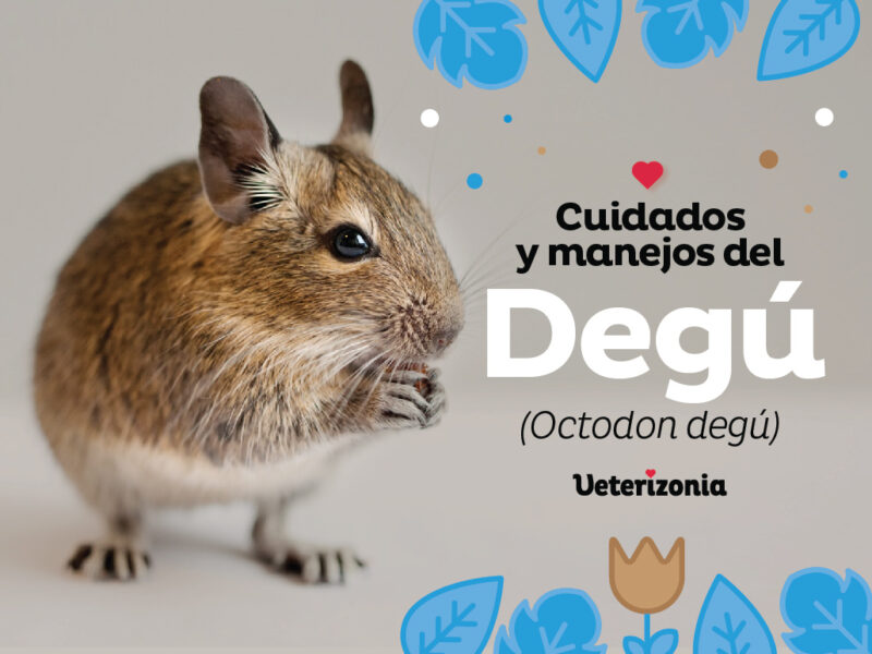 Cómo cuidar a un Degú con problemas de estómago | Roedores Domésticos