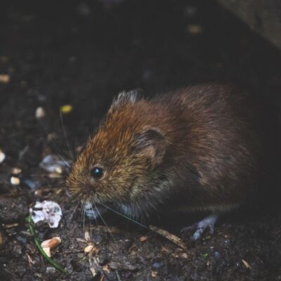 ¿Por qué muerden las ratas y cómo prevenirlo? | Roedores Domésticos