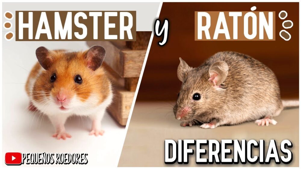 Ratas y hamsters: comparación de estas populares mascotas | Roedores ...