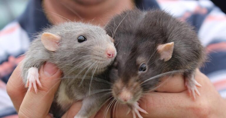 ¿Son las ratas mascotas adecuadas para niños? | Roedores Domésticos