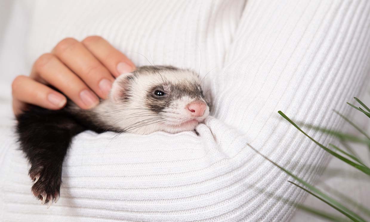 Entendiendo la personalidad de los hurones | Roedores Domésticos