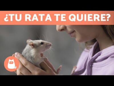 Lo que tu rata quiere que sepas: descifrando su comportamiento ...