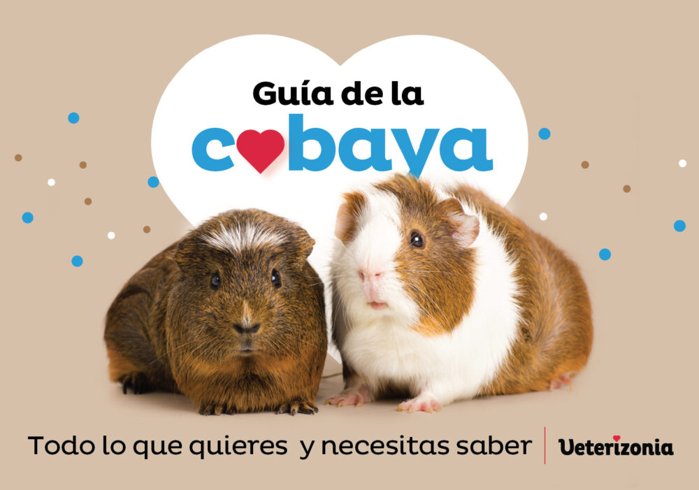 Cómo cuidar a tu cobaya cuando trabajas a tiempo completo | Roedores ...