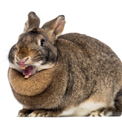 ¿Por qué los conejos saltan? | Roedores Domésticos